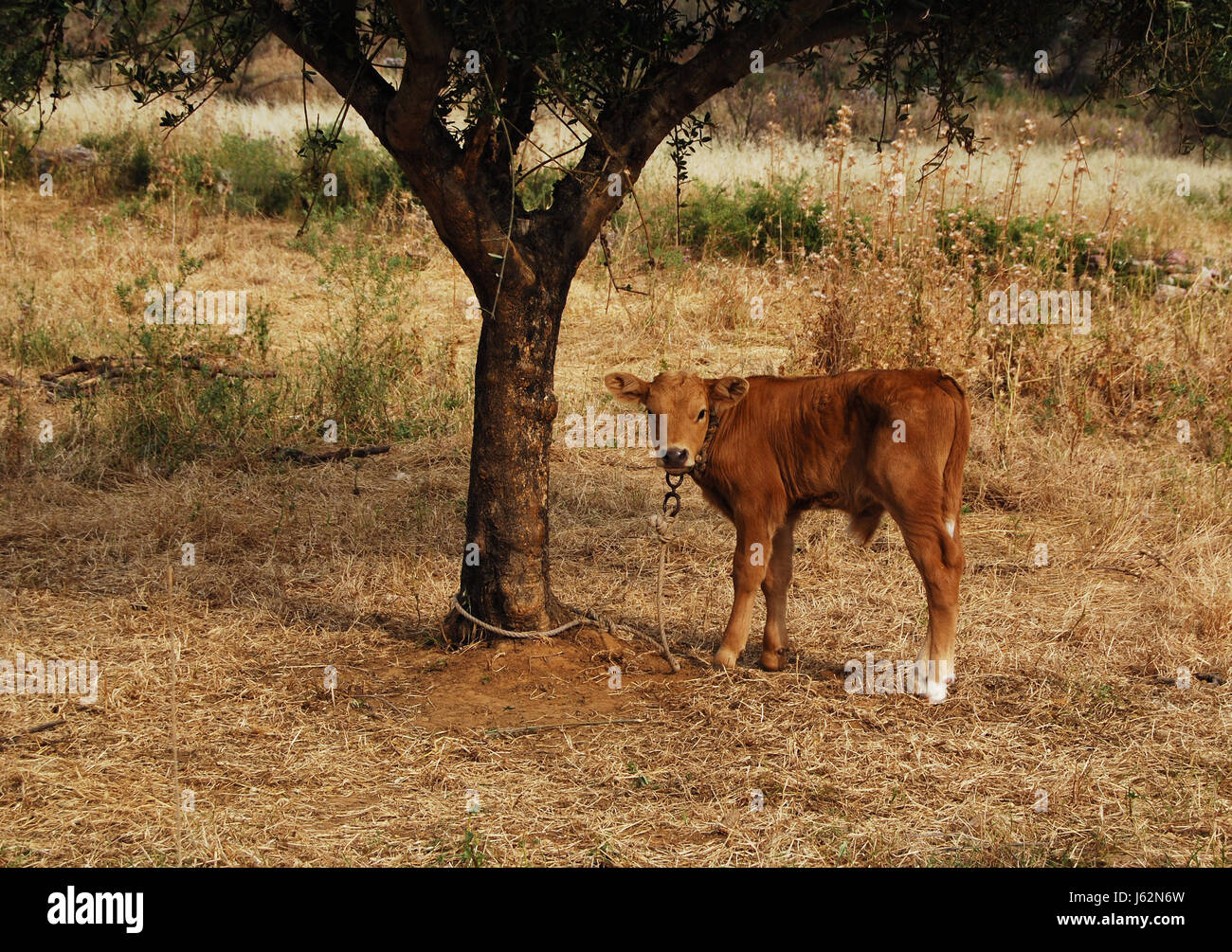 tree brown brownish brunette cow leash calf tethered young younger rope ...