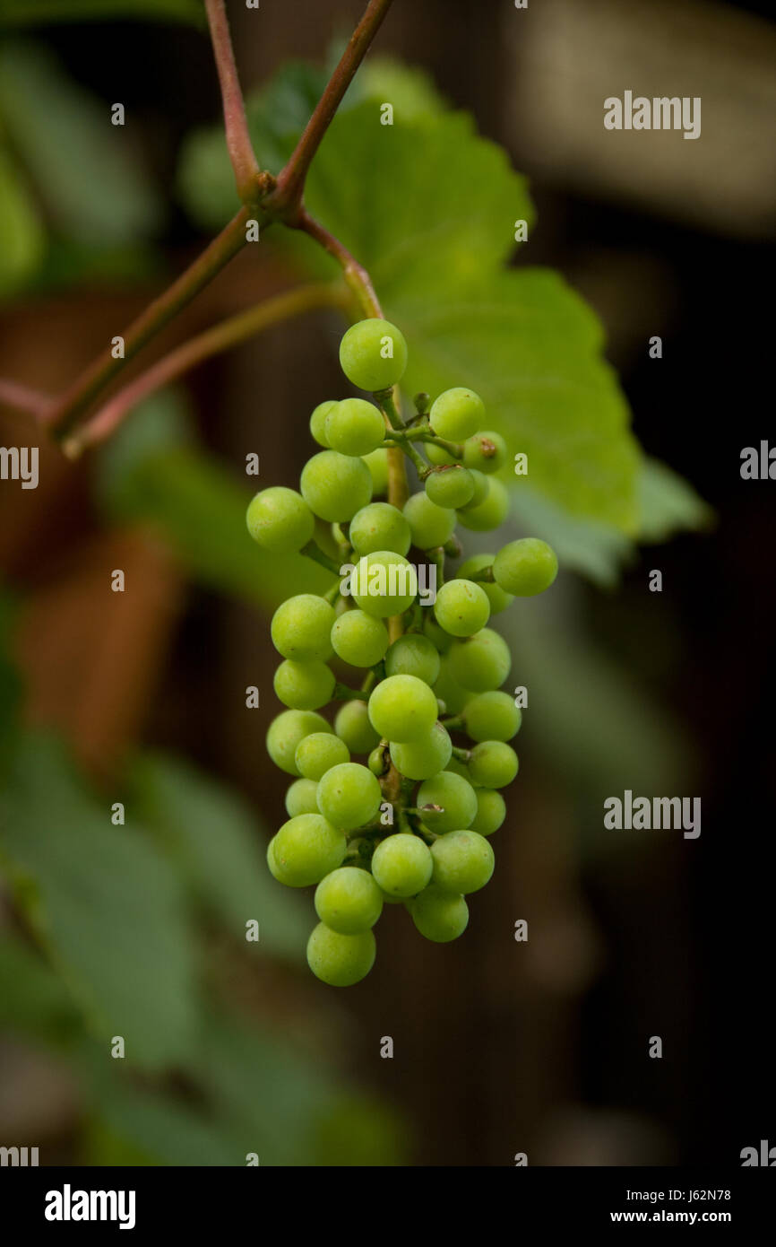 garden green fruit gardens vine grape vine grape-vine harvest nature ...