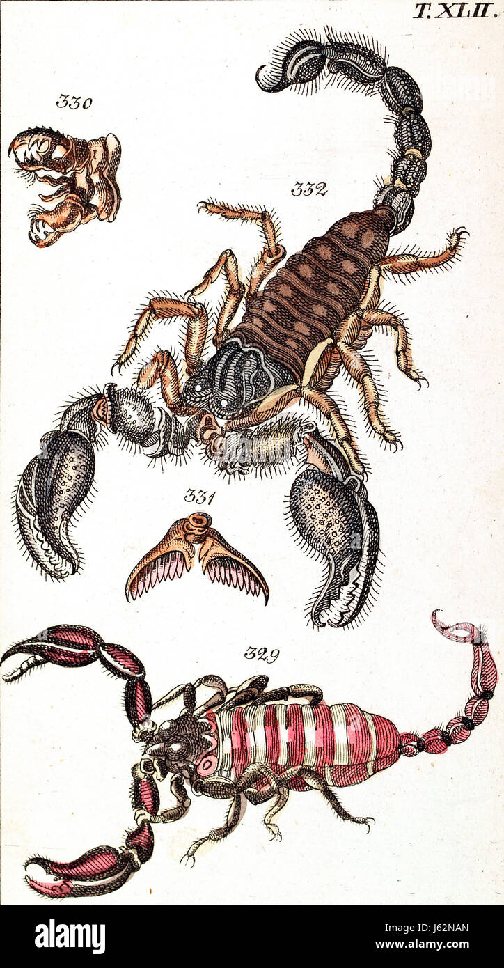 Chelicere hi-res stock photography and images - Alamy