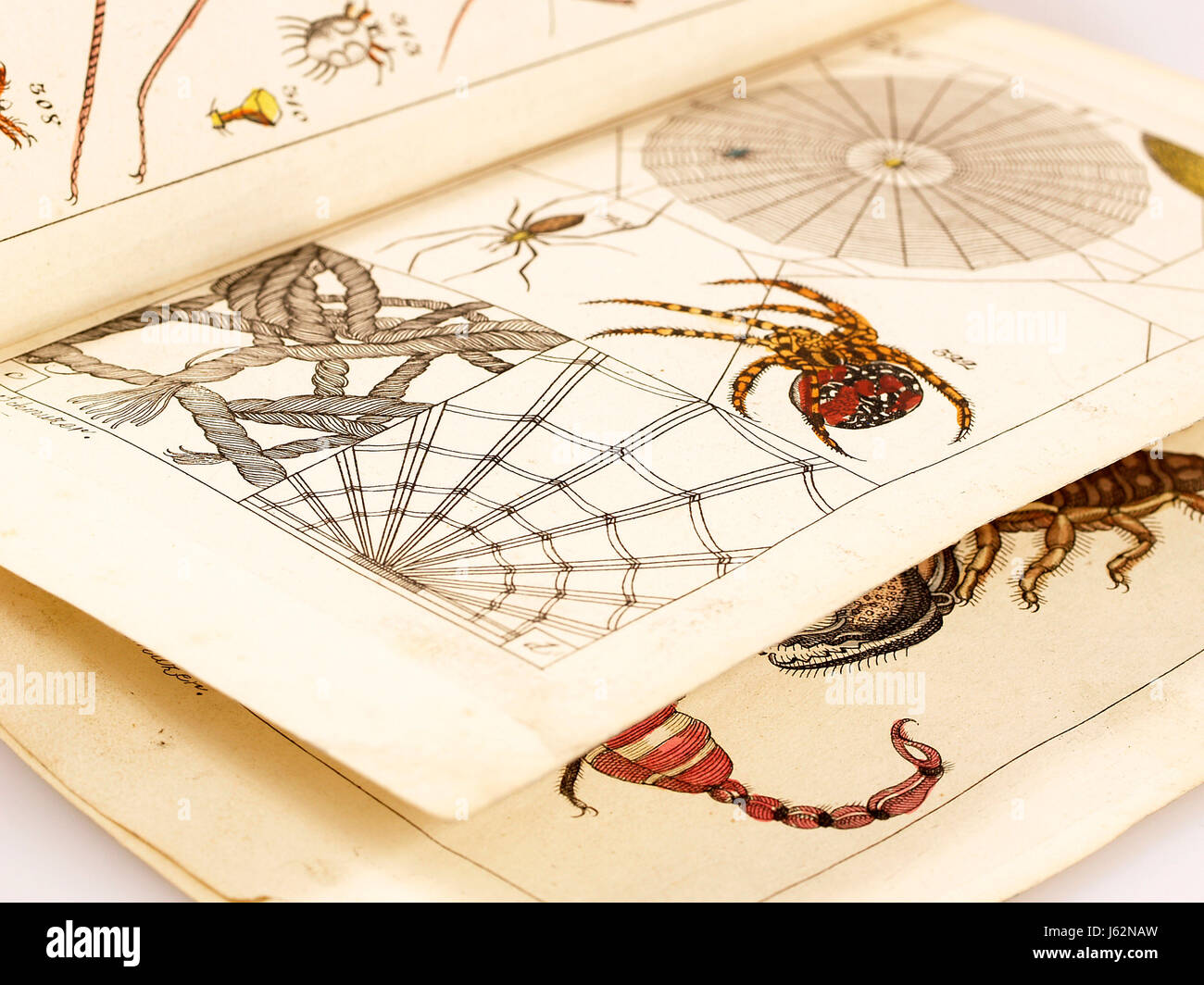 science spider biology zoology textbook net cobweb spiders web study ...