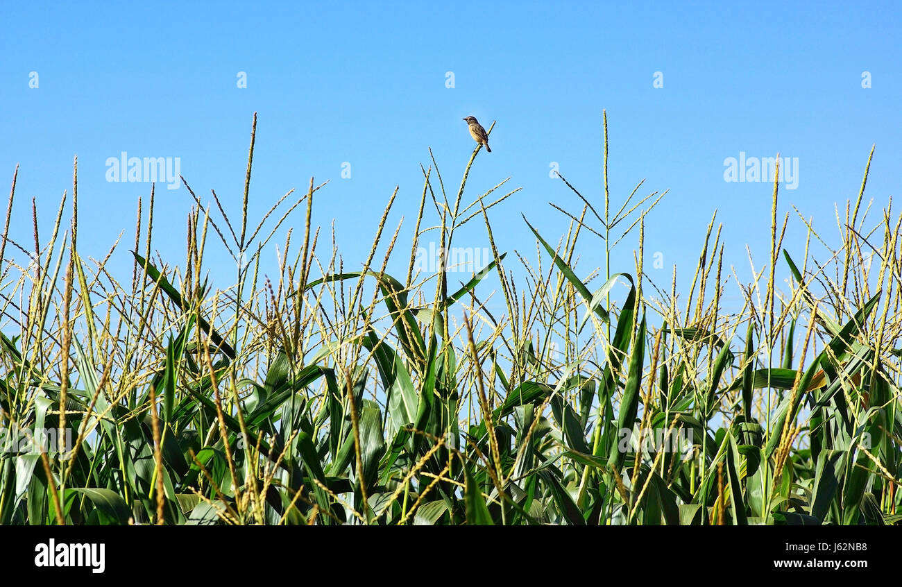 bird summer summerly spring stalk stem scene location site rural ...