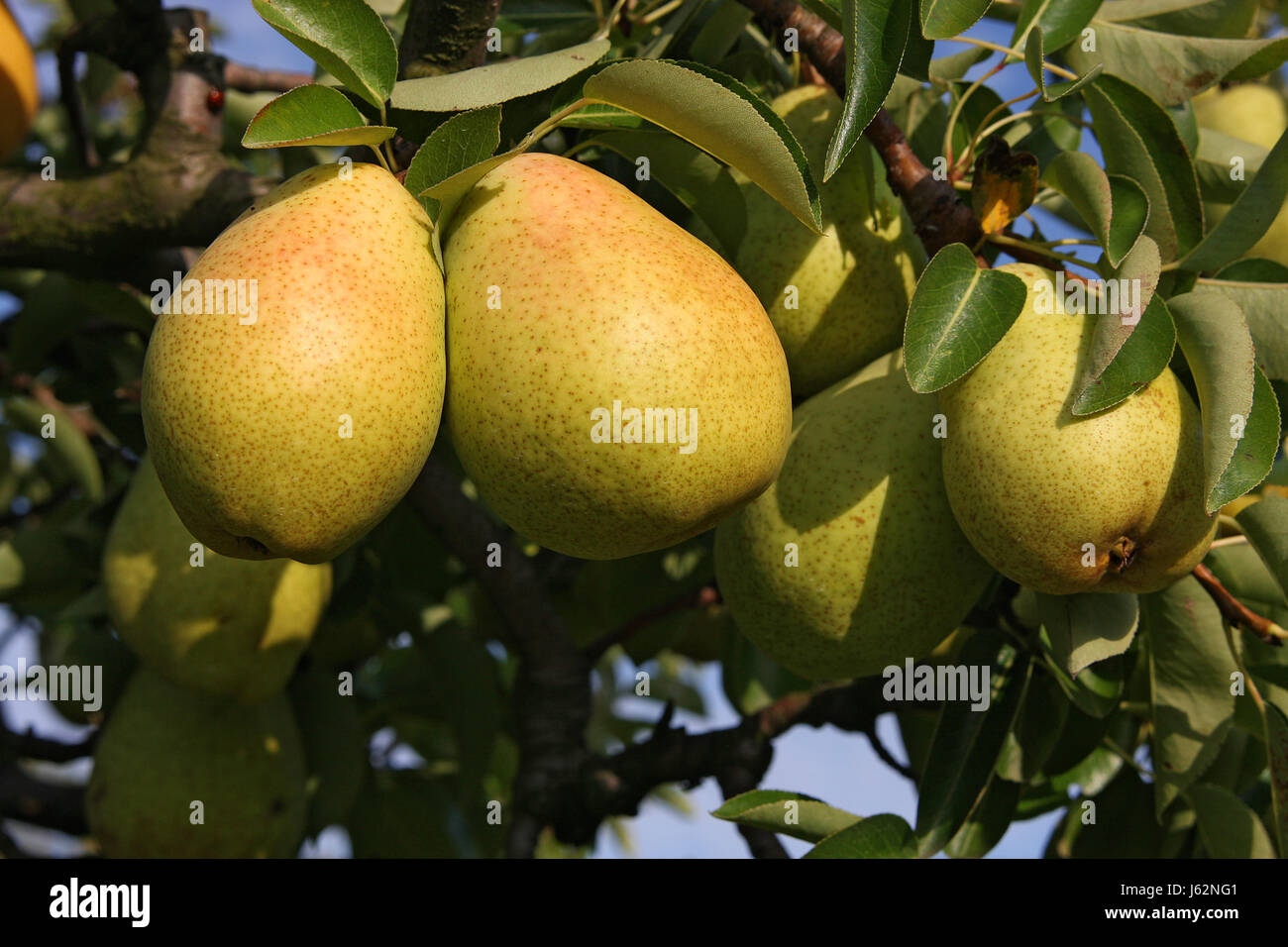 food aliment pome fruit pear bulb fruit-tree yellow food aliment pome ...