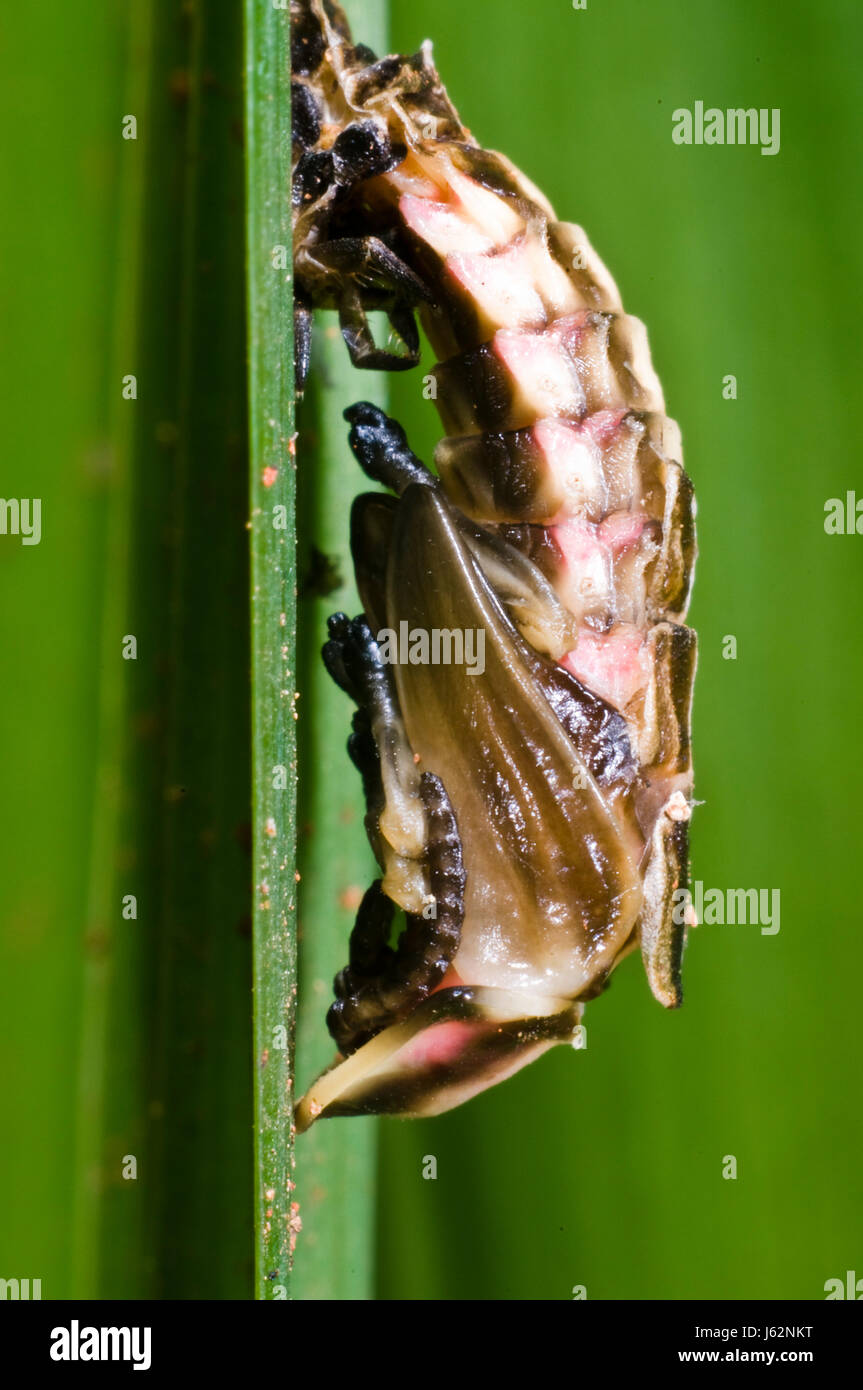 macro close-up macro admission close up view insect beetle larva green ...