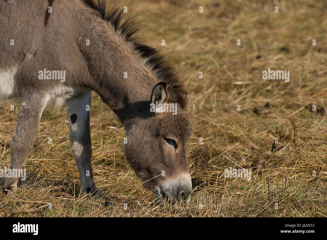 mammal donkey farm animal herbivore grey gray mammal to gorge engulf ...