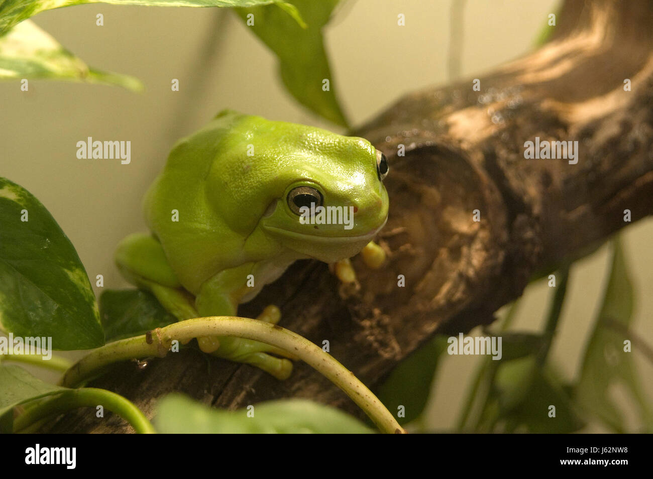 tree lily wet frog australian slimy pad lawn green eyes wet frog rare ...