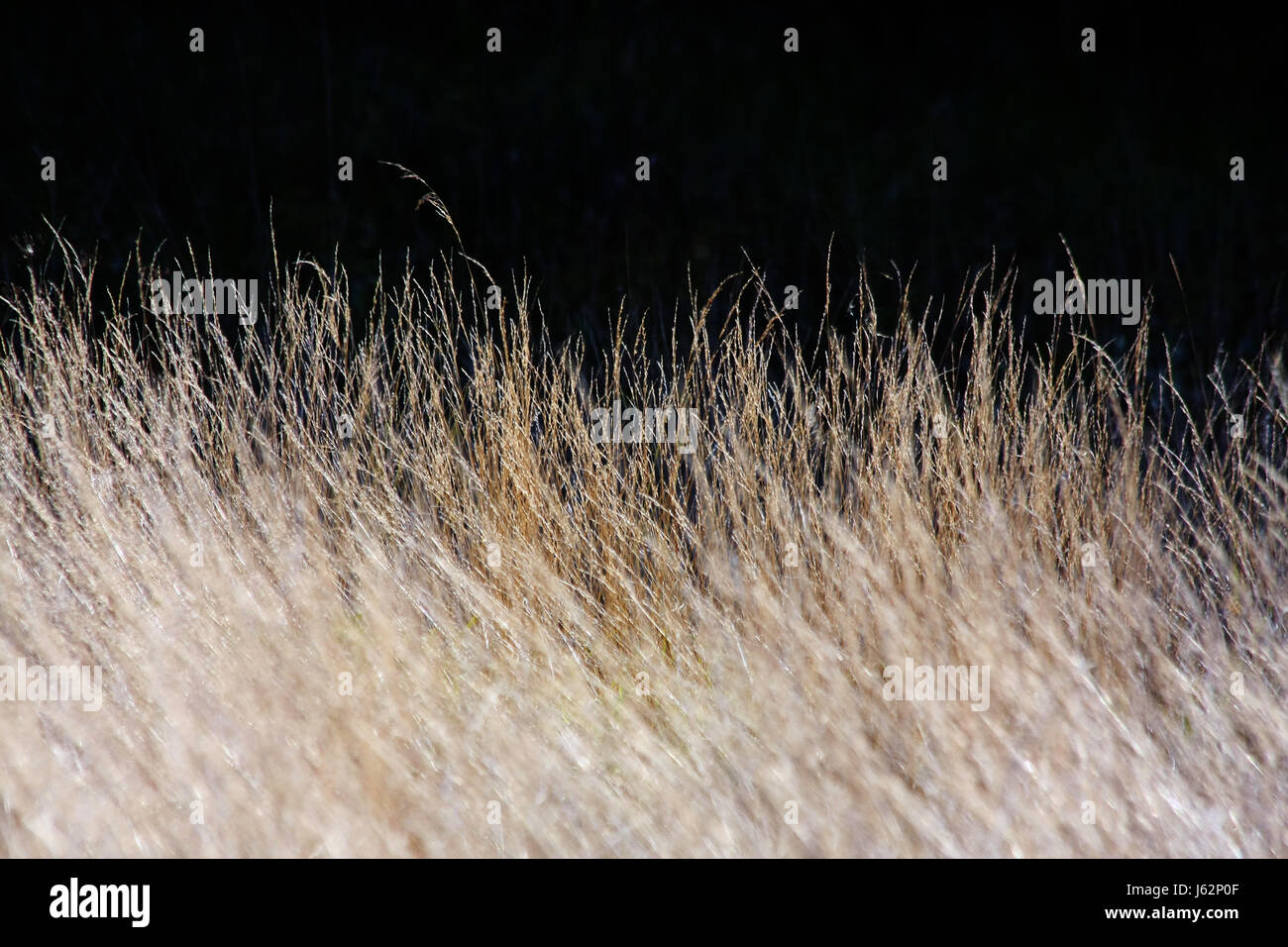 plant blade august summer meadow meadow sparse stinted grass lawn green ...