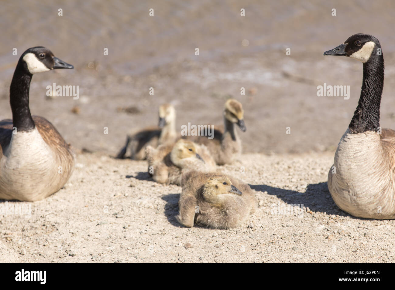 Canada Geese (Branta Canadensis) Parents Watching Goslings Stock Photo ...