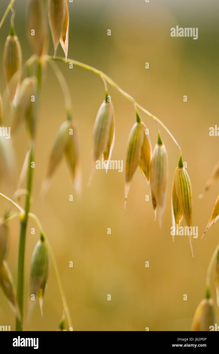 agriculture farming oats fodder grain cereal food aliment fodder ...