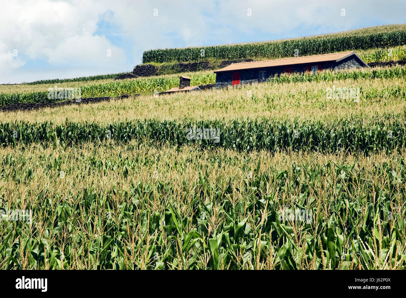 farm cottage corn farmhouse country cornfield blooming house building ...