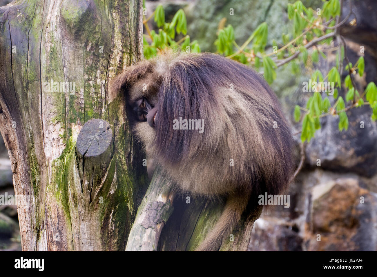 animal sleep sleeping wilderness animal sleep sleeping wilderness Stock ...