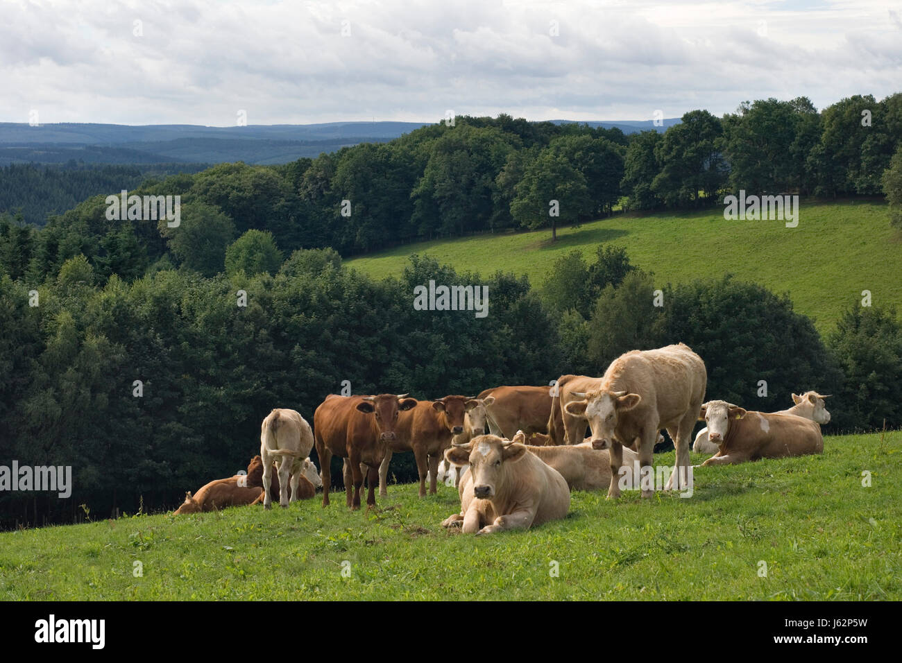 biological cows cattle breeding success victory win eco tree trees ...