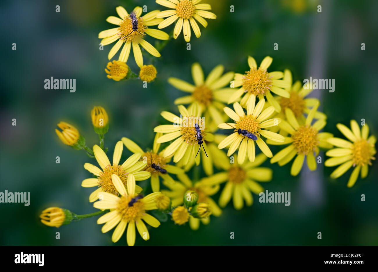 Jacob plant hi-res stock photography and images - Alamy