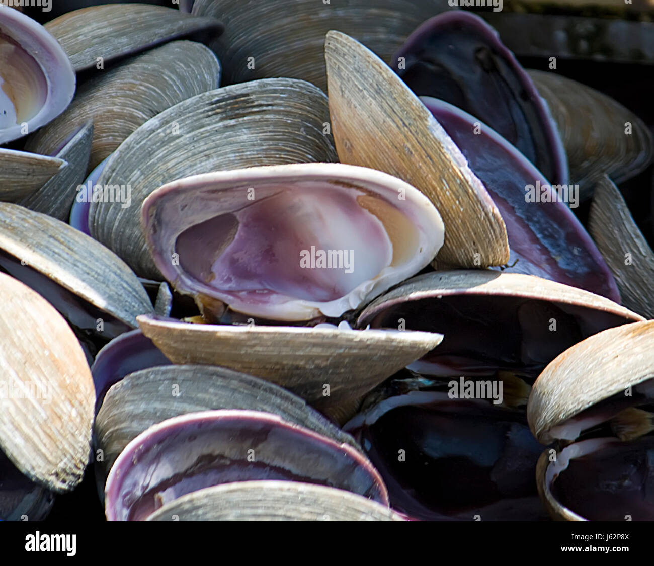 asia sea animals cover bowls lime peel shells mussels asia sea animals ...