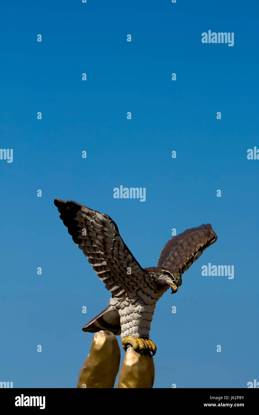 bird birds wing eagle japan feather fly flies flys flying flight animal ...