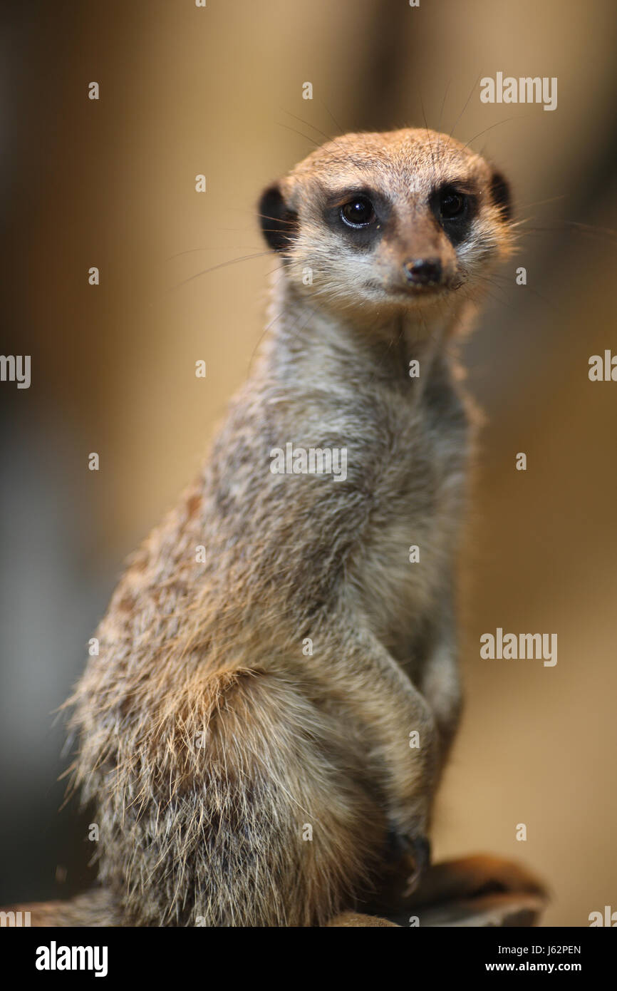 animal mammal watchful look glancing see view looking peeking looking ...