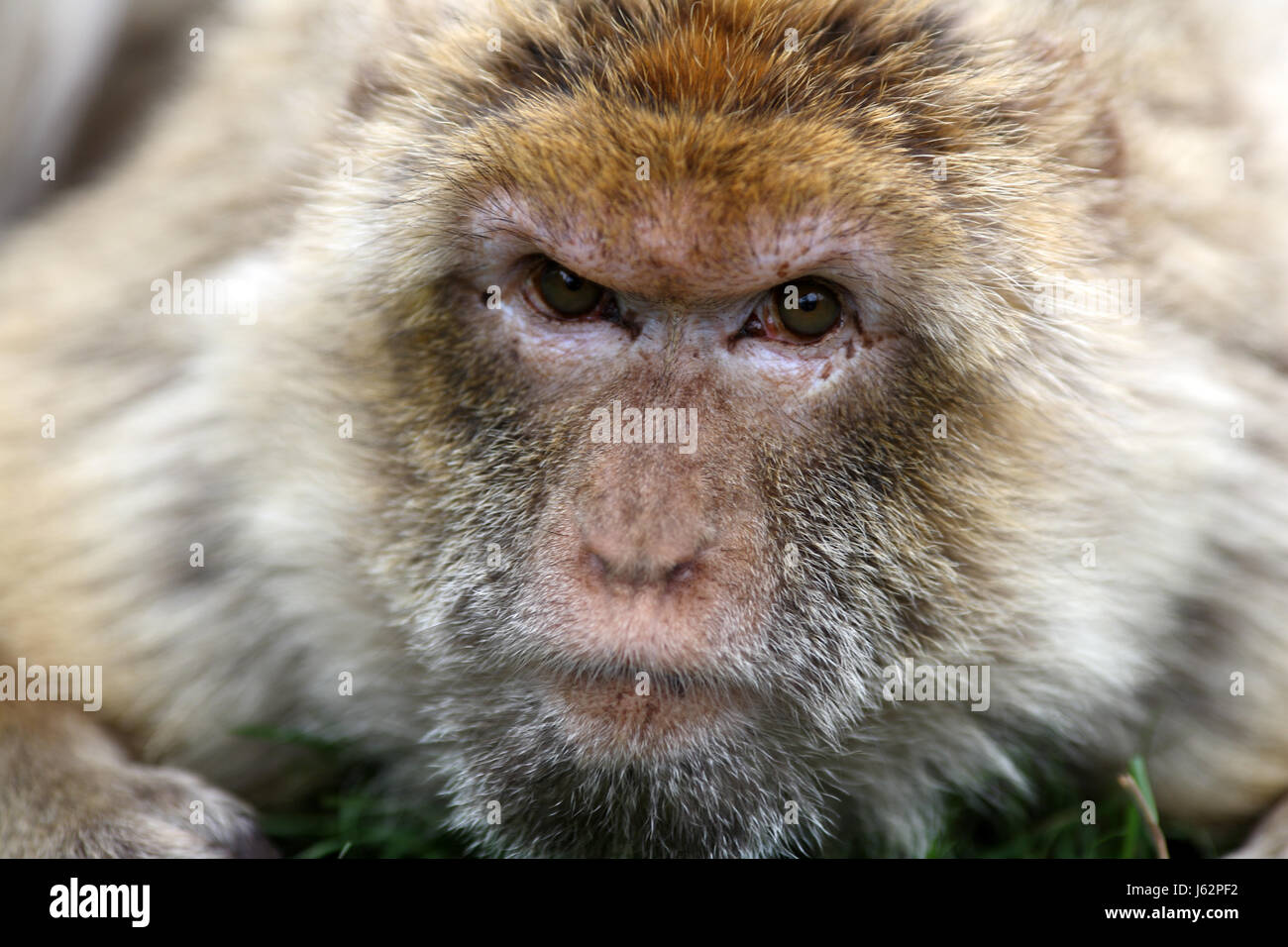 animal mammal face monkey look glancing see view looking peeking ...