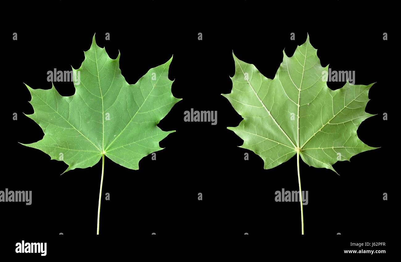 Maple leaf backside hi-res stock photography and images - Alamy
