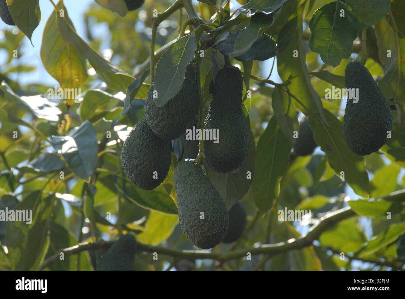avocados on the tree Stock Photo - Alamy