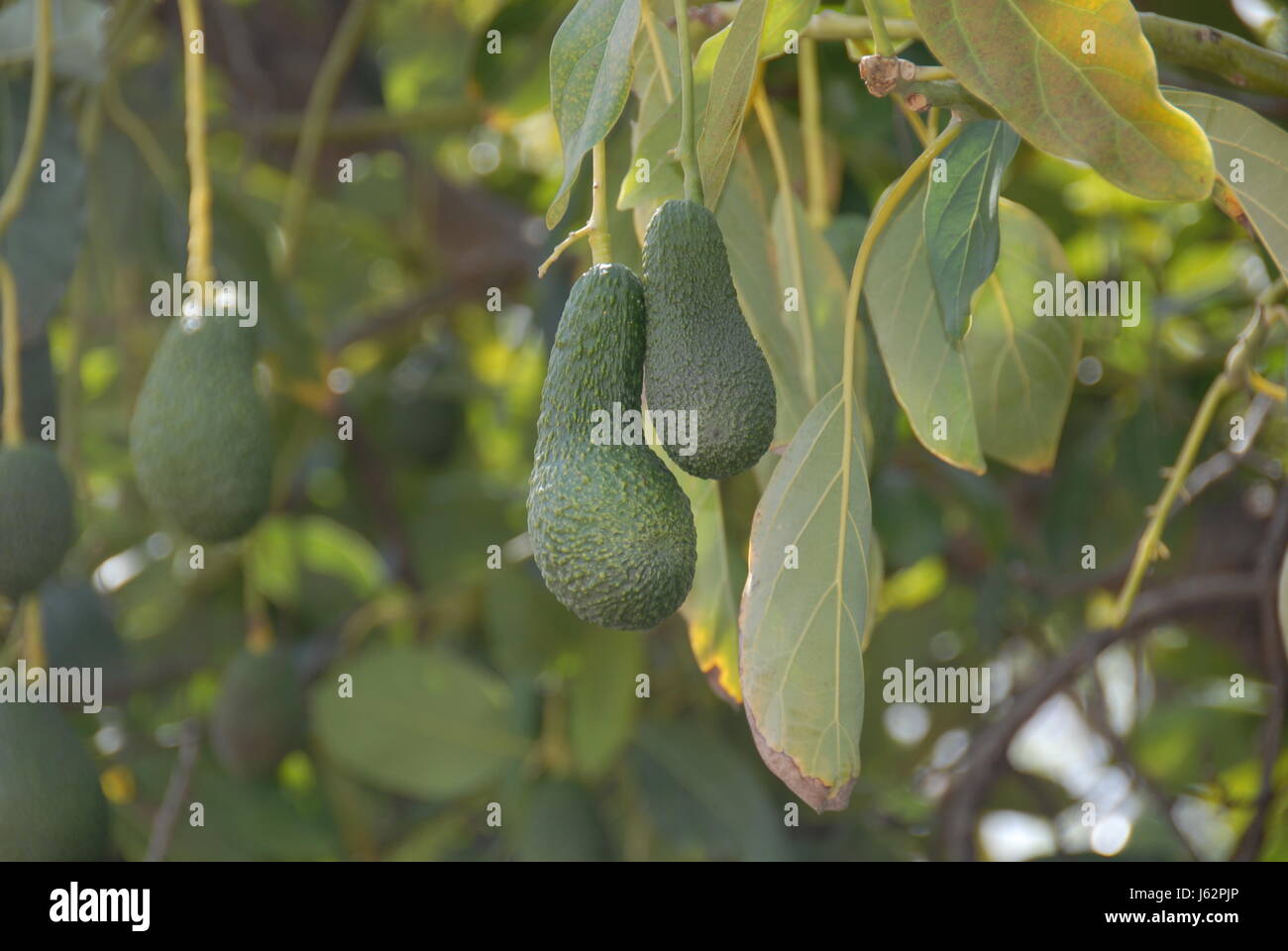 avocados on the tree Stock Photo - Alamy