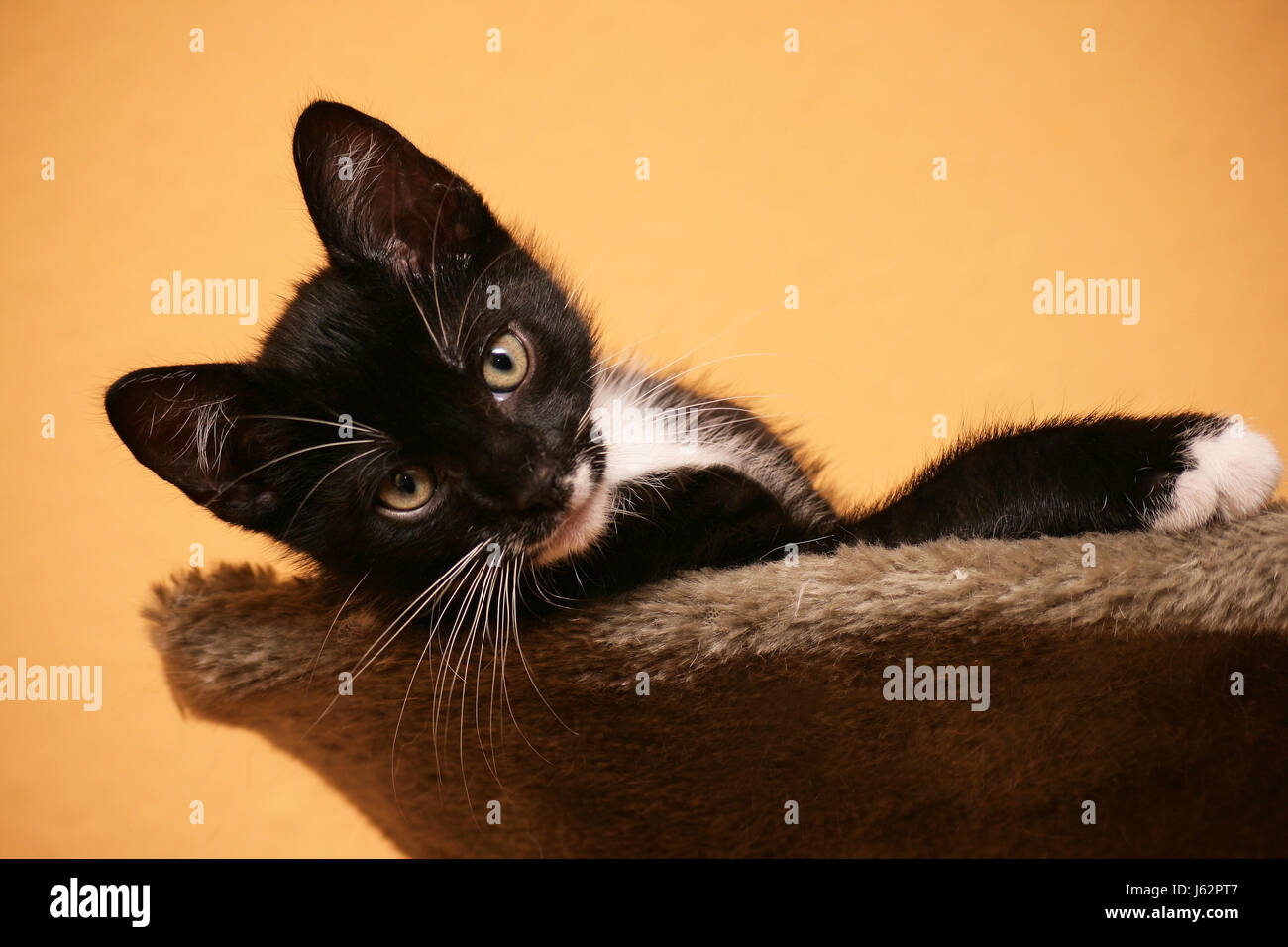 Young merlin hi-res stock photography and images - Alamy