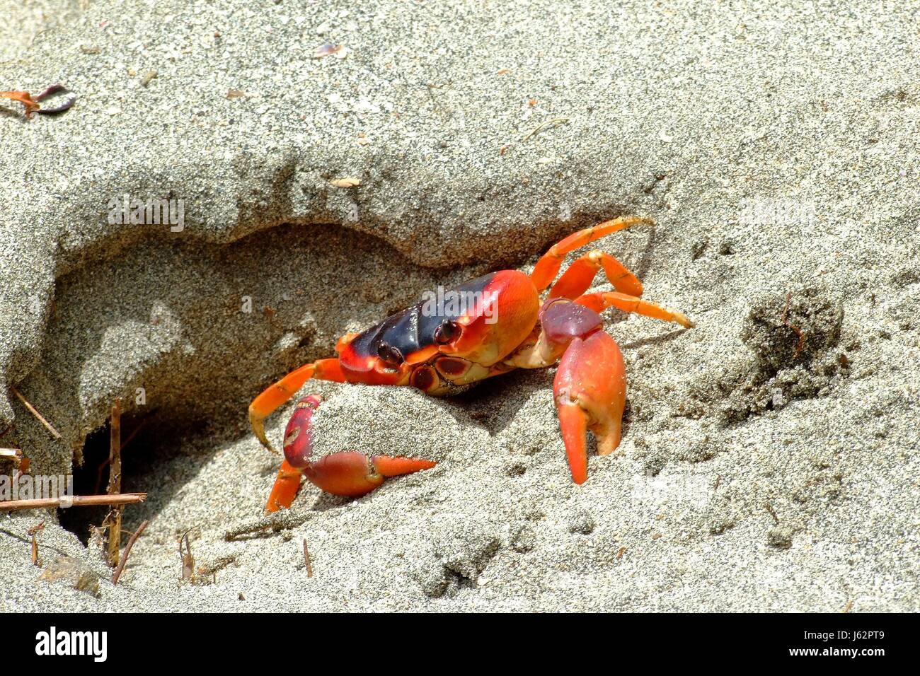 exotic cancer crab shellfish tropical caribbean martinique cave sands ...