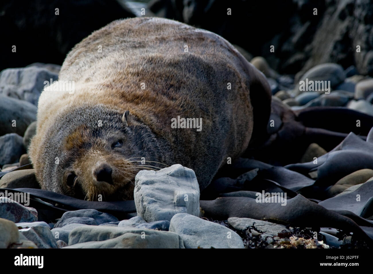 Sick seal hi-res stock photography and images - Alamy