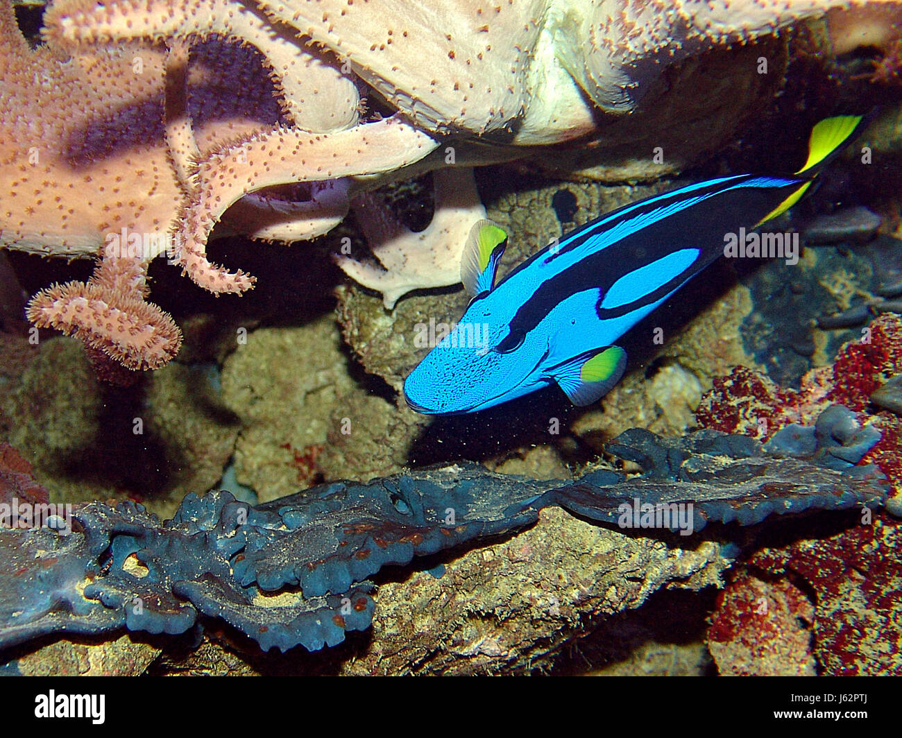 blue seabed blue coloured colourful gorgeous multifarious richly ...