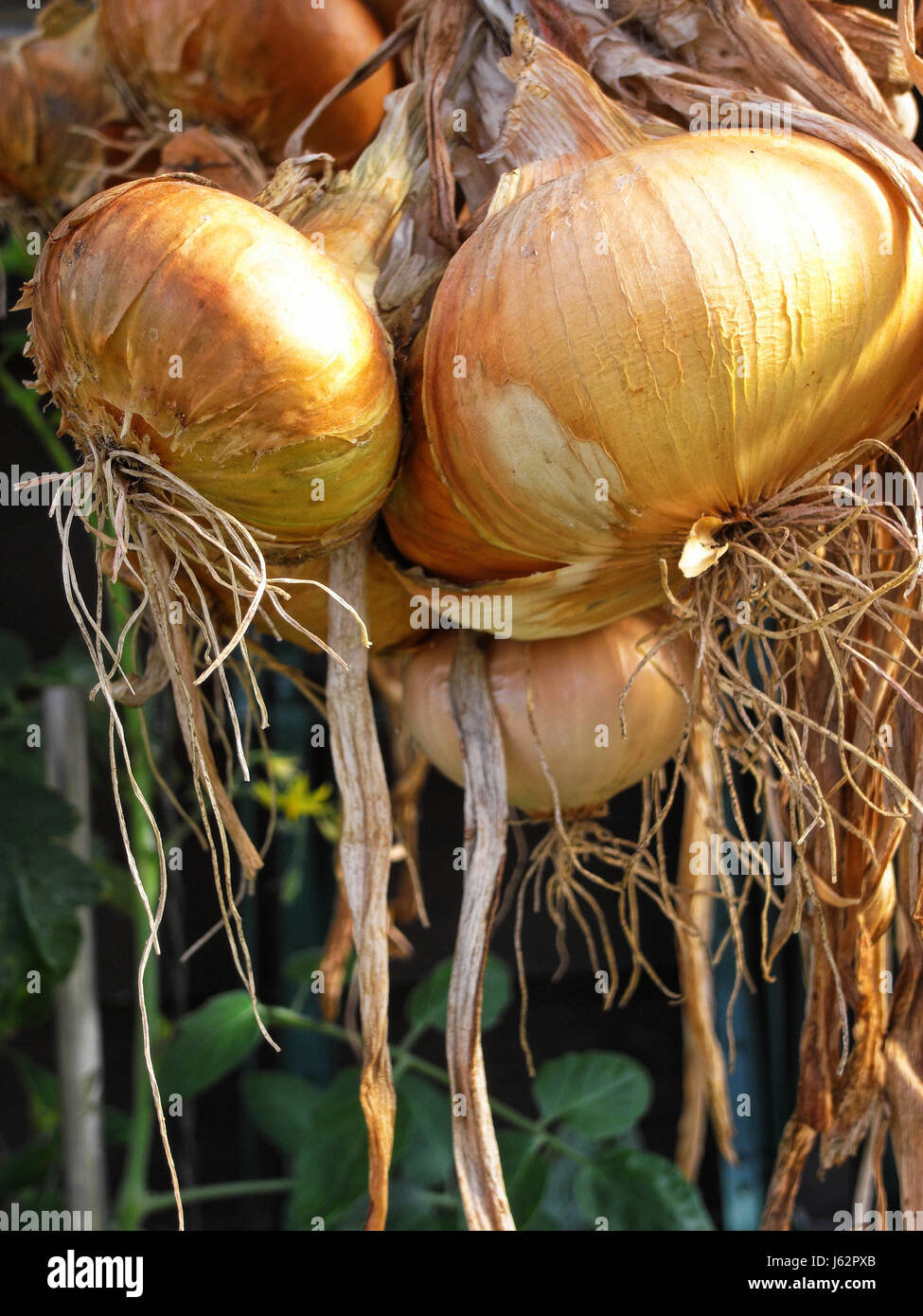 food aliment skin vegetable onion weep cry crying weeper weeping food ...