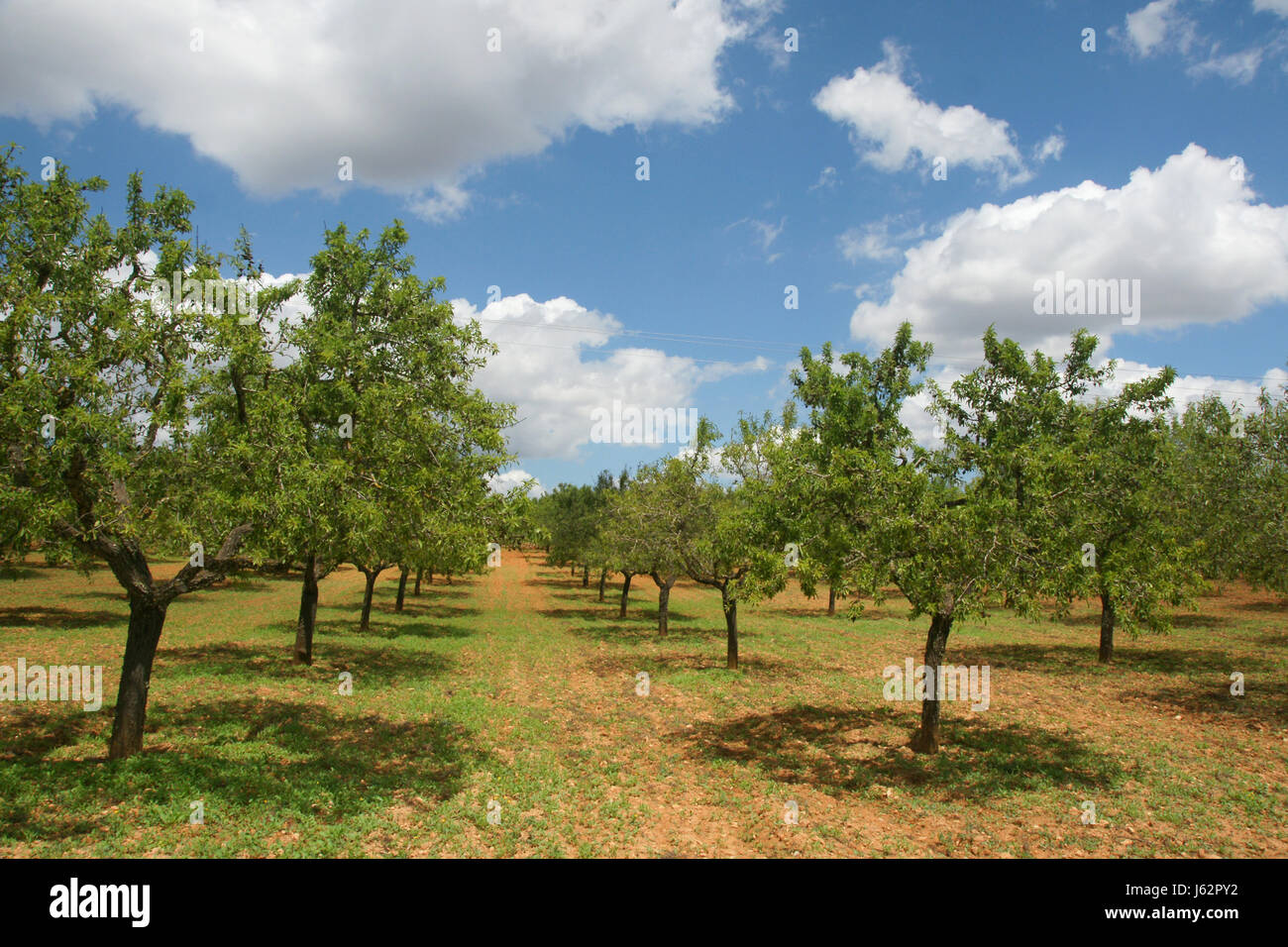 tree trees mallorca almonds tonsils blue tree trees agriculture farming ...
