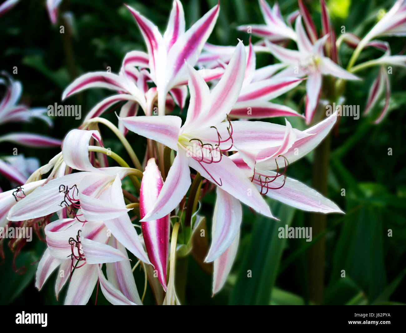 garden flower plant bloom blossom flourish flourishing botany lily ...