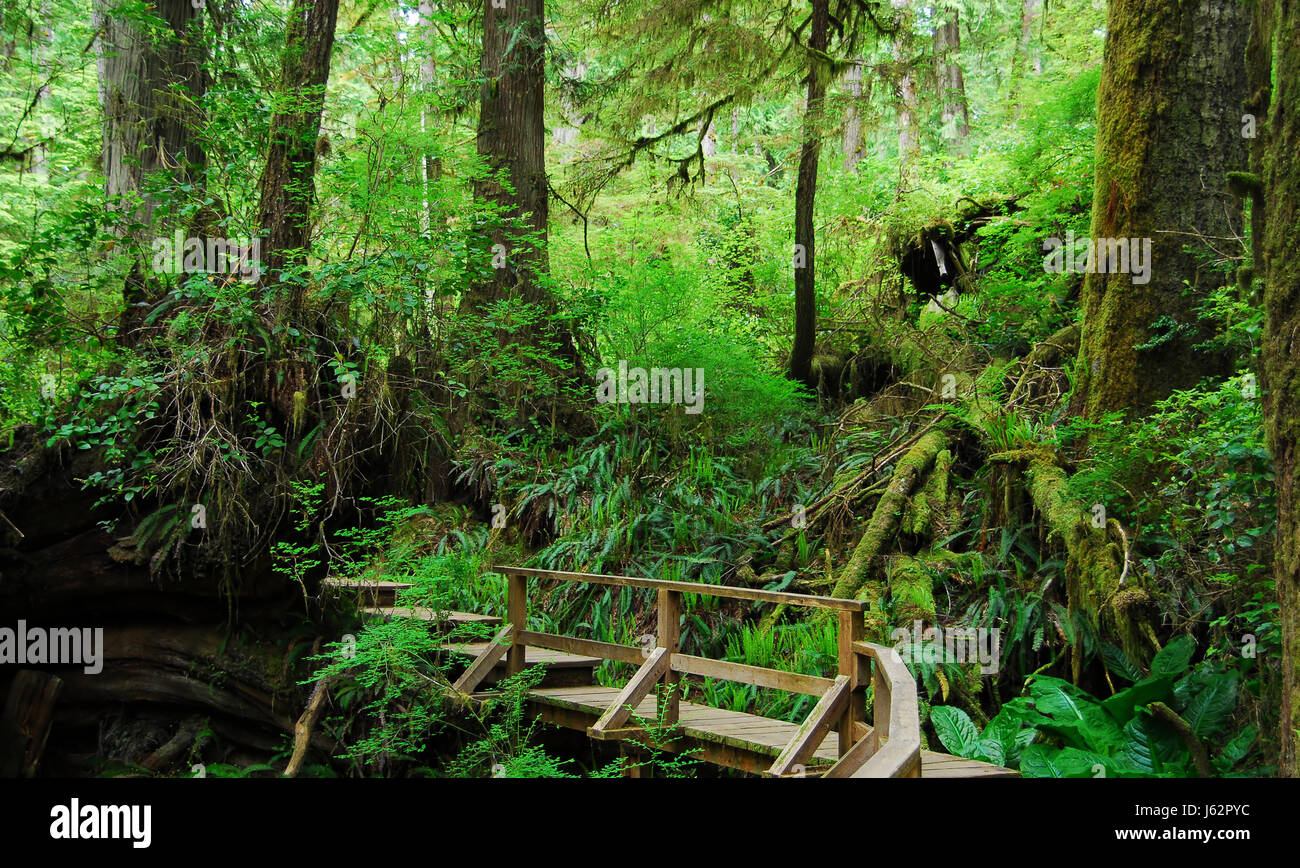 in the rainforest Stock Photo - Alamy