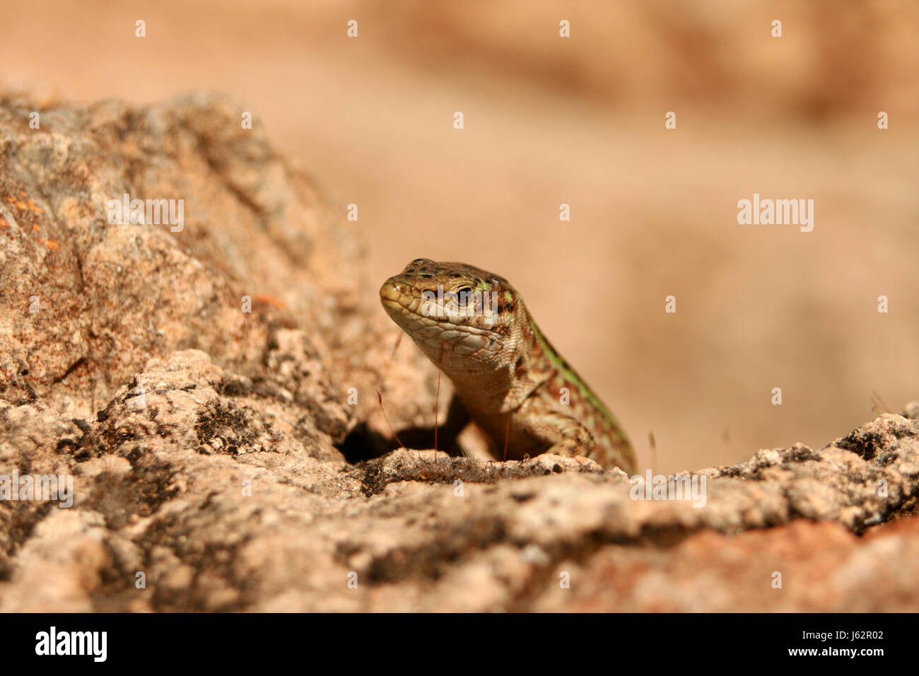 reptile lizard overview animal reptile fauna lizard watchful spain ...