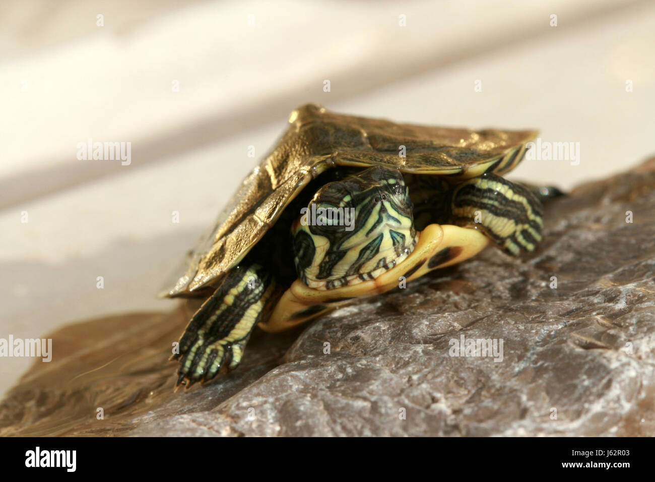 yellow-bellied cooter 1 Stock Photo - Alamy