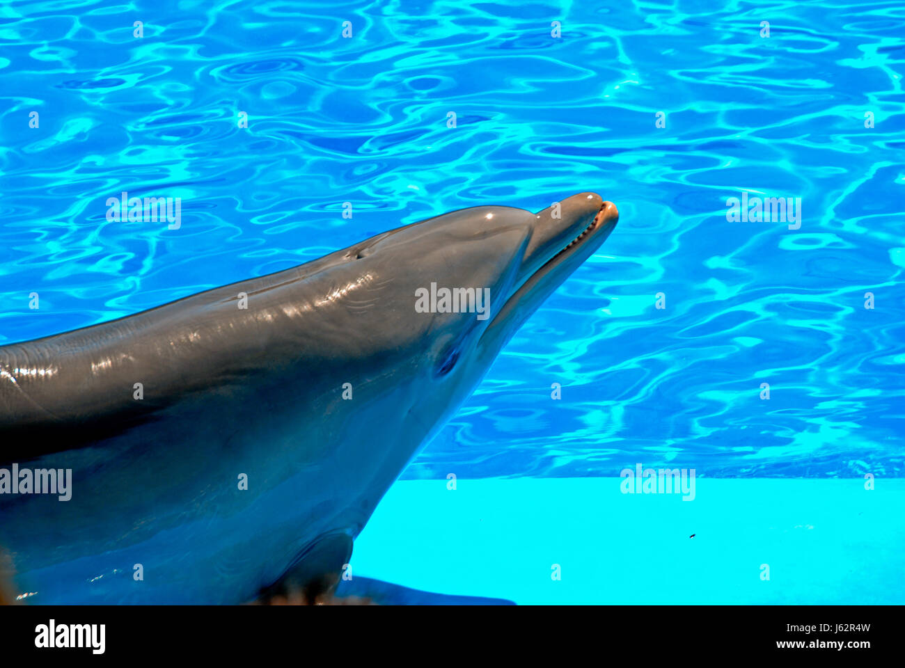 dolphin mammal show porpoise salt water sea ocean water whale ...