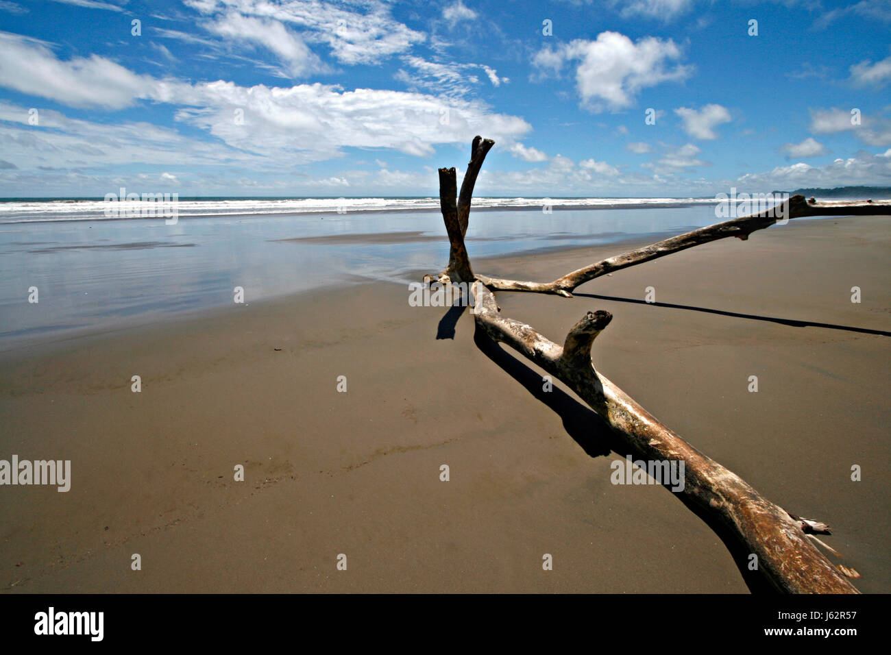 beach seaside the beach seashore low tide tree horizon holiday vacation ...