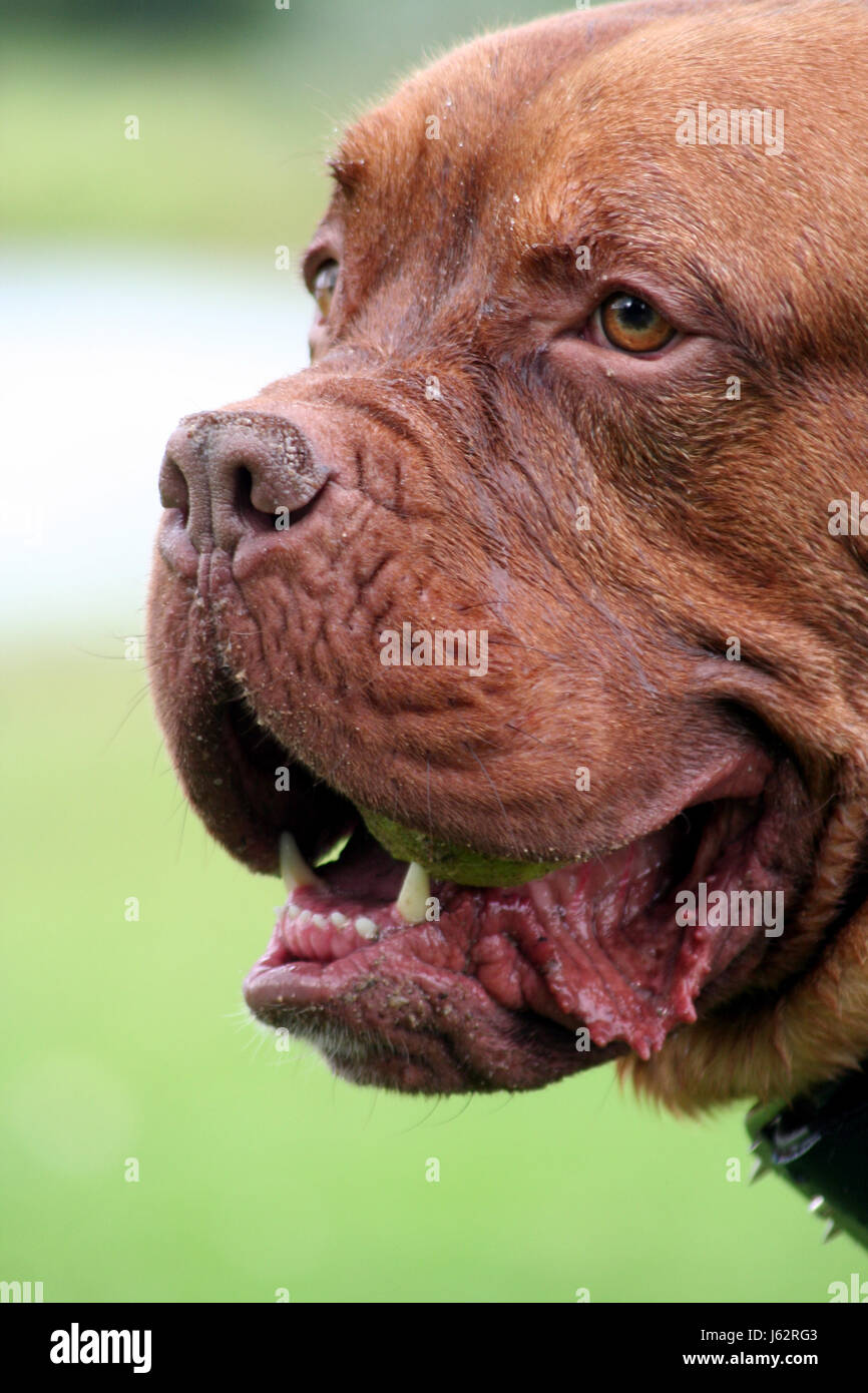animal skin dog male dog mastiff muscular sinewy france breed french ...