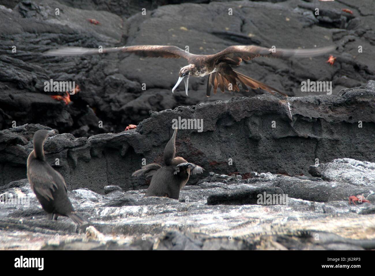 attack of a frigate bird Stock Photo - Alamy