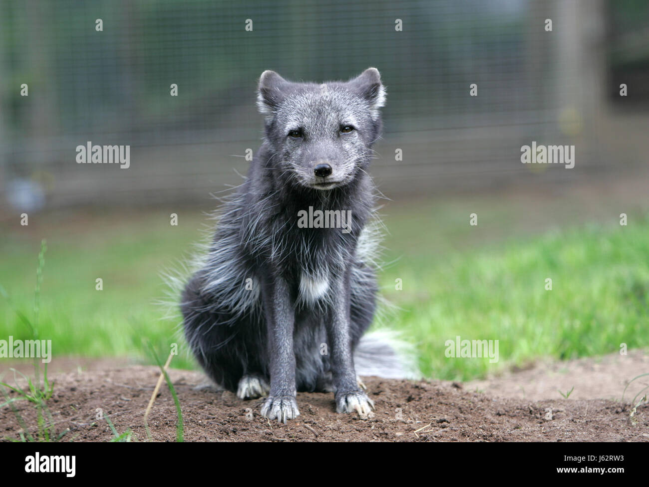 skin fox sad black swarthy jetblack deep black skin tail fox aback ...