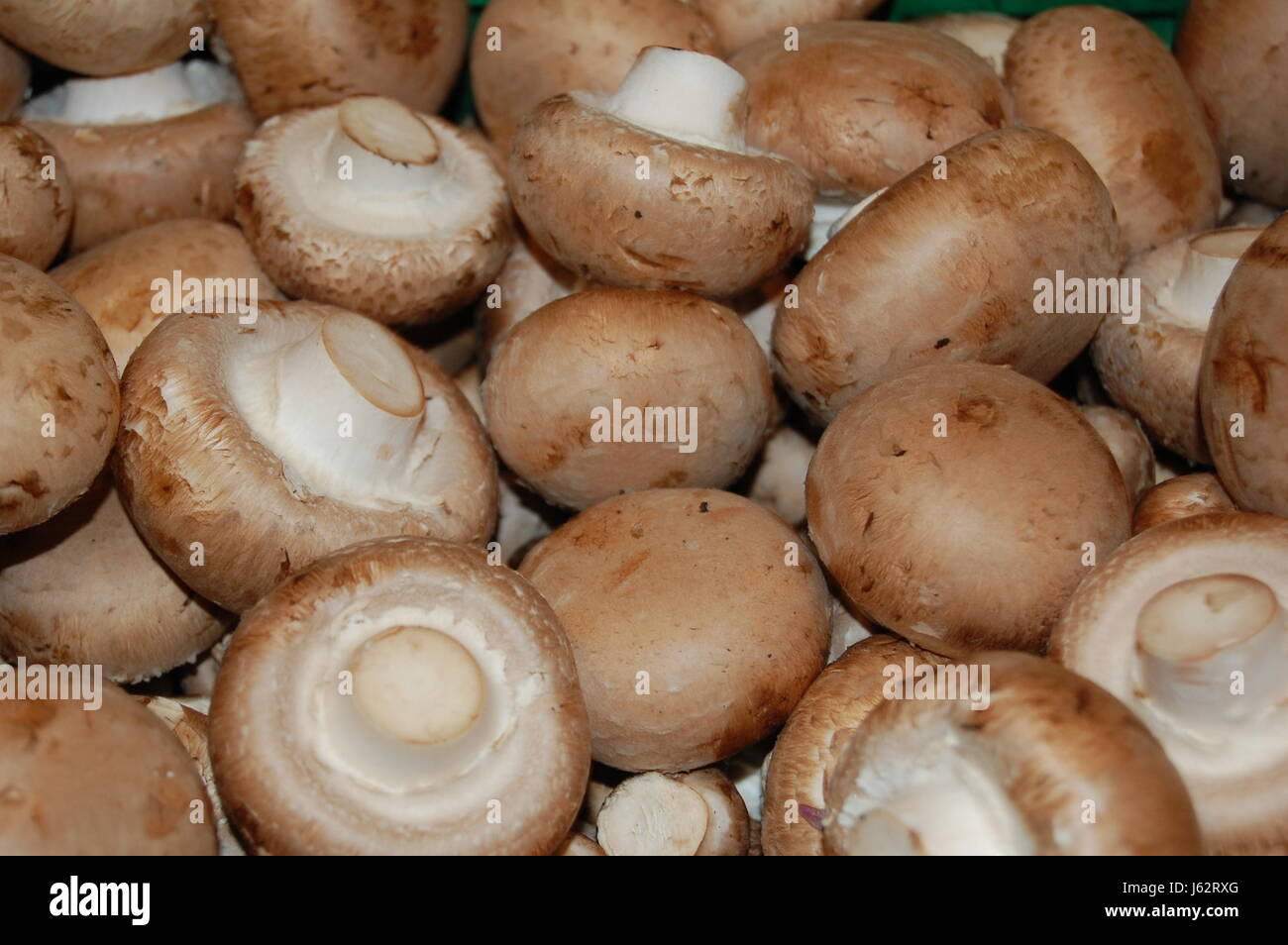 mushrooms offer mushroom weekly market marketplace flea market food ...