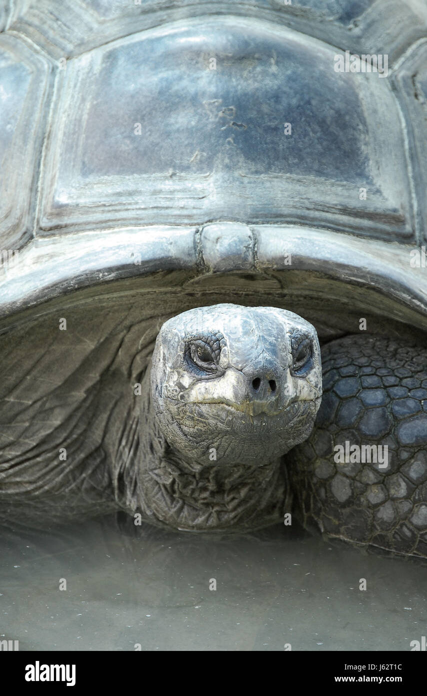 animal reptile armour reptiles critters slow speed velocity turtle ...