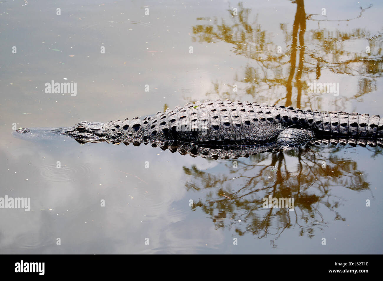 alligator in pond Stock Photo - Alamy