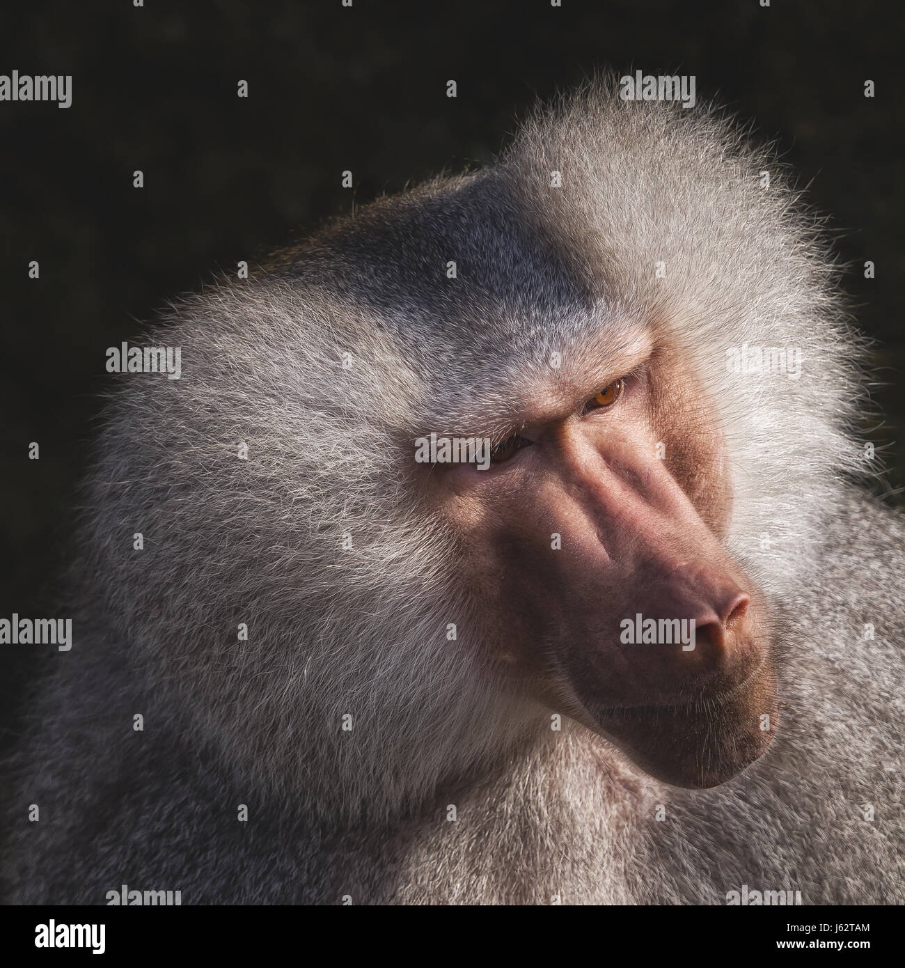 Head shot of a monkey with grey hairs Stock Photo - Alamy
