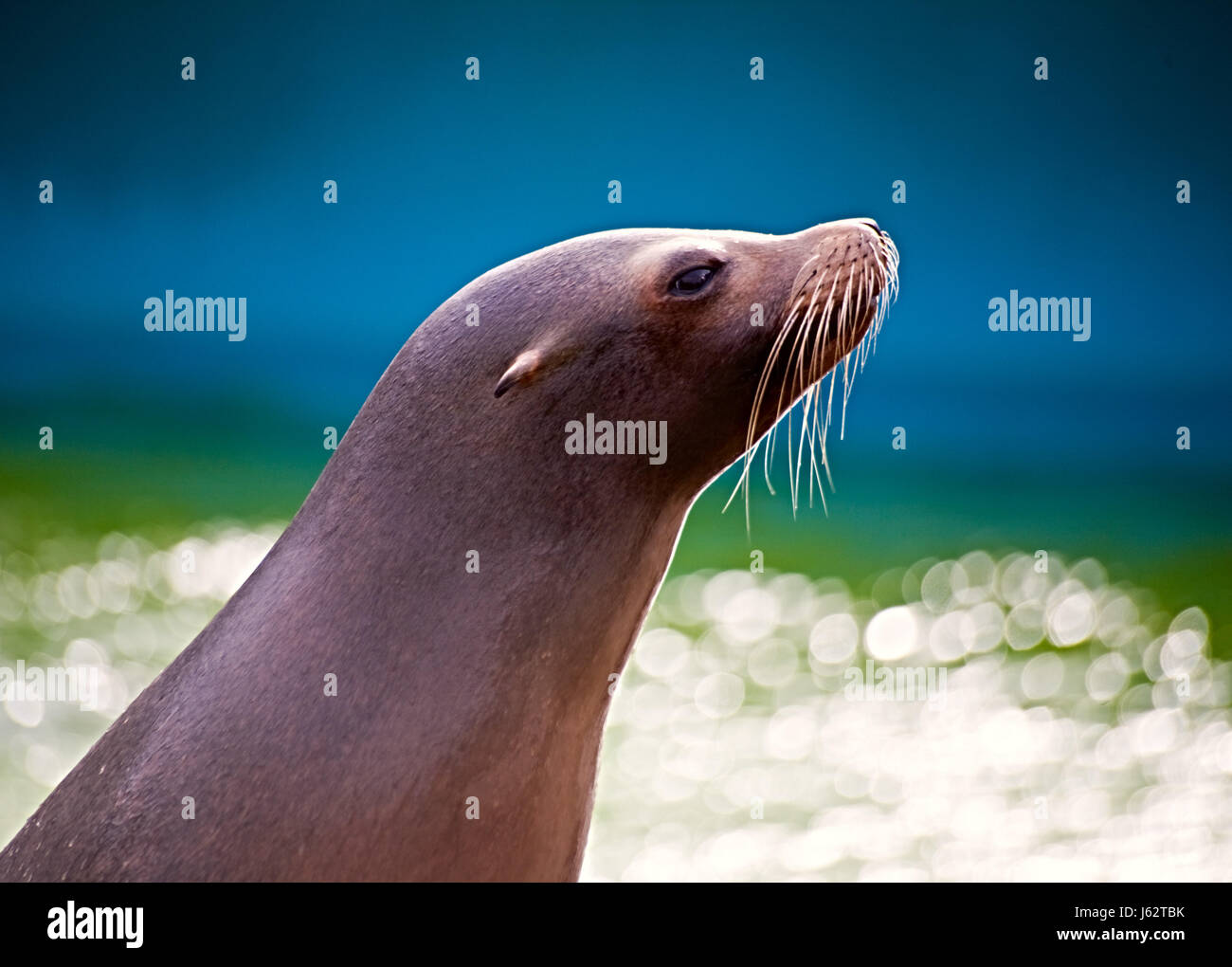 game tournament play playing plays played animal mammal zoo wildlife ...