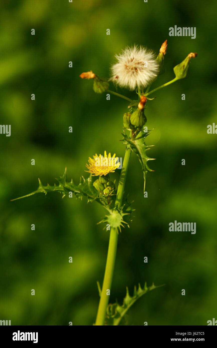 field sow thistle Stock Photo - Alamy