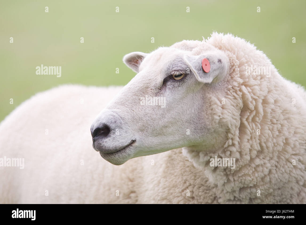 animal mammal agriculture farming sheep wool farm white green closeup ...