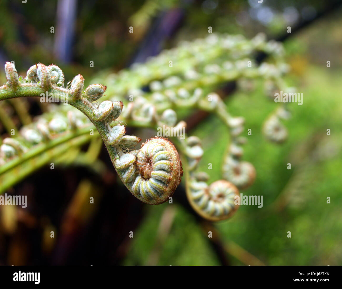 leaf new spiral become fern unrolled leaf macro close-up macro ...