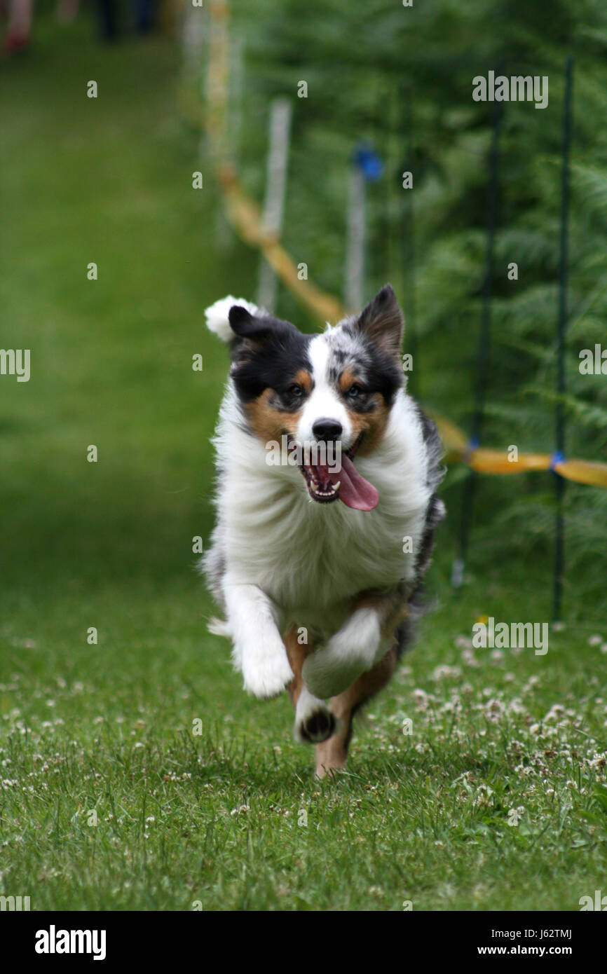 australian shepherd in dog racing Stock Photo - Alamy