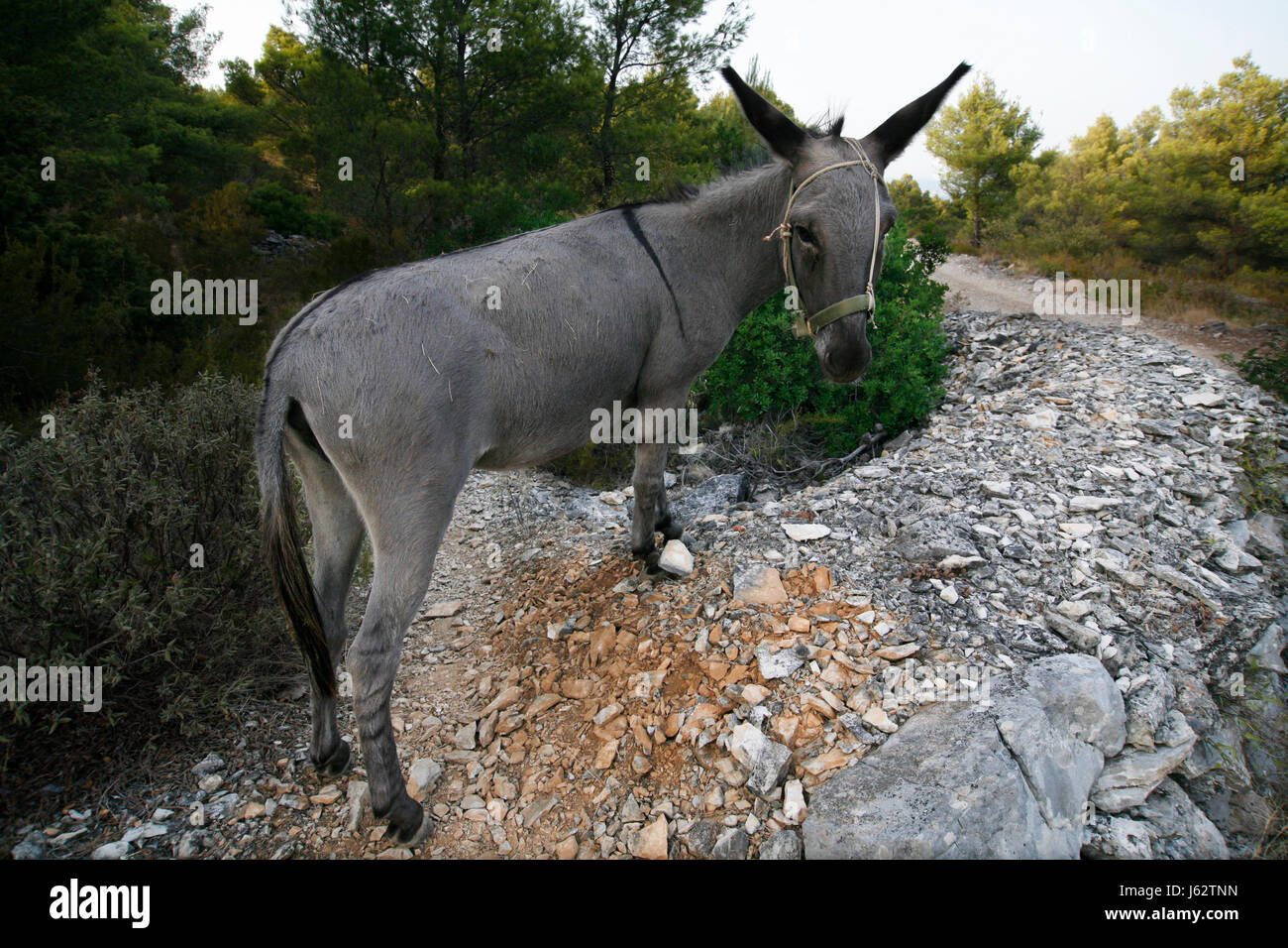 blue donkey stupid animal pet green strong face agriculture farming ...