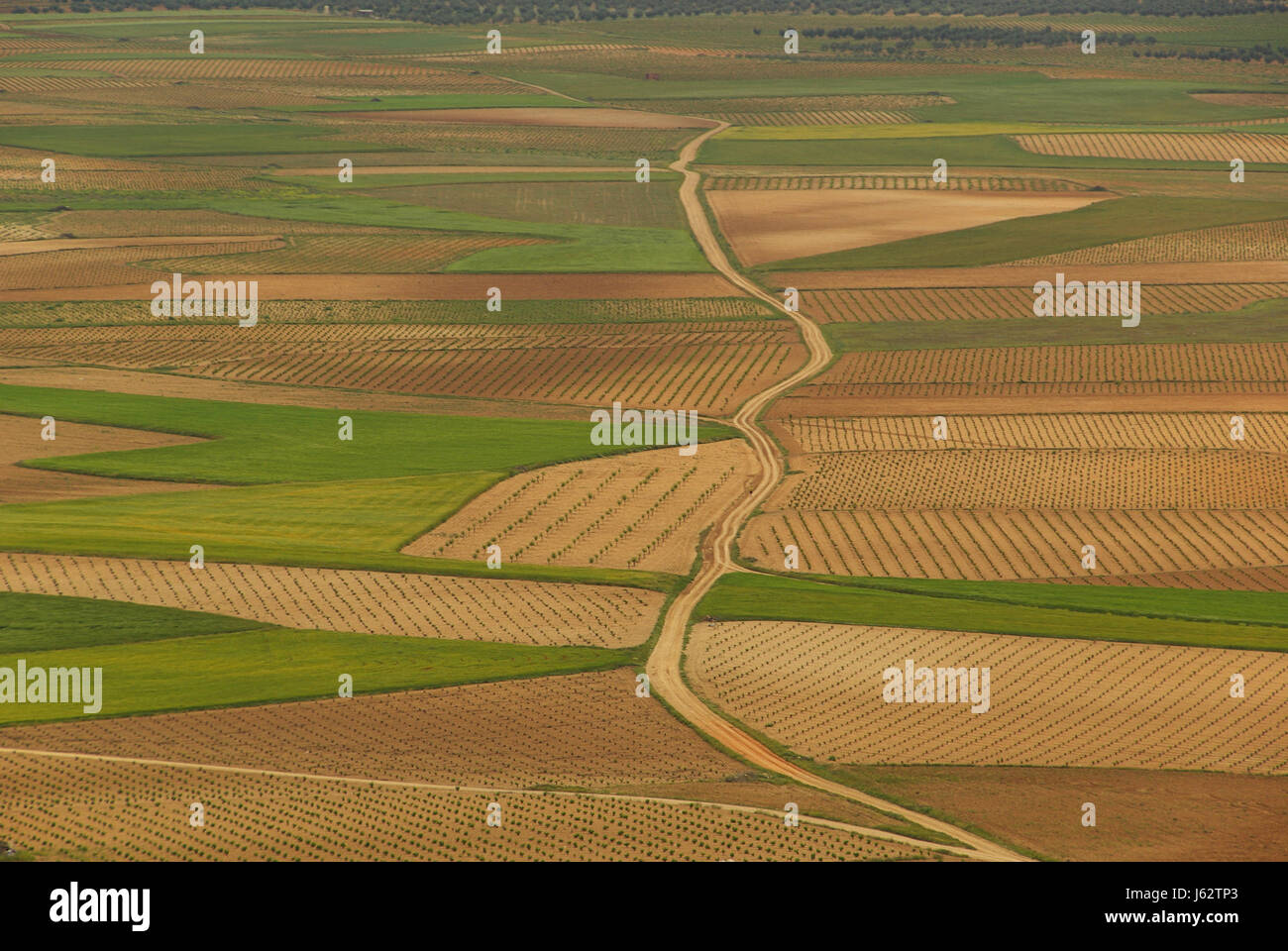tree field spain olive olive-tree agrarian culture bucolic tree trees ...