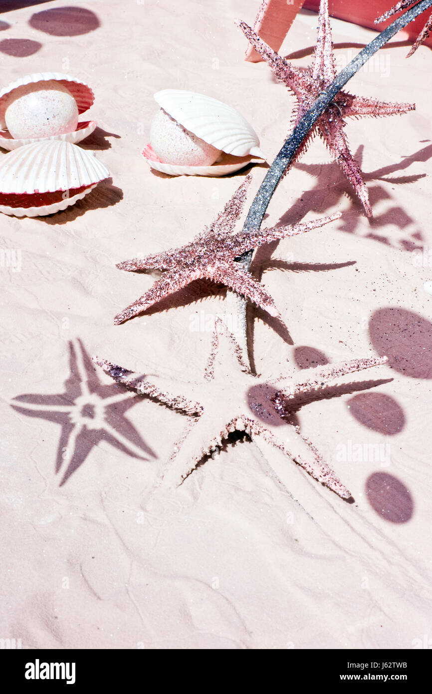 fish beach seaside the beach seashore shell starfish salt water sea ...